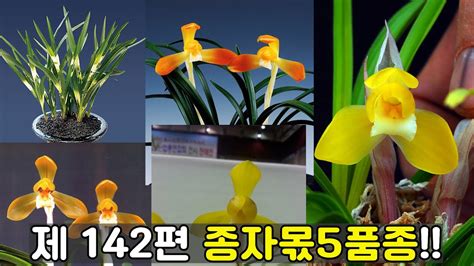 제142편 종자몫 5품종 운월소 등대 판매됨 난초 좋은난 건강한난 화소정 힐링 취미 한국춘란 춘란판매 난초배양 난초물주기