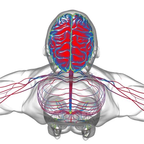 Human Brain Anatomy For Medical Concept 3d Stock Illustration