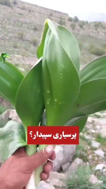 نێوی ئەو گیا چیە؟ کۆمێنتی بکەن اسم گیاە را در کامنت بنویس کوهستان