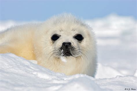 Harp Seal Page