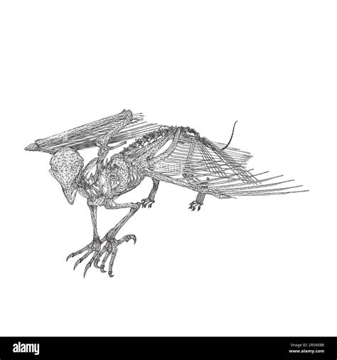 Bird Animal Skeleton Vector Illustration Isolated On White Background