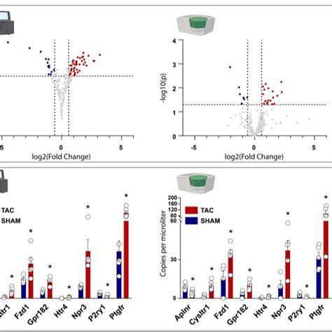 Prostaglandin F2α Receptor Expression Profile In Murine Hearts Ab