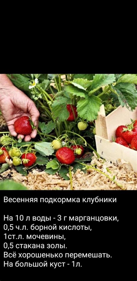 Весенняя подкормка клубники