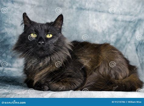 Black Domestic Longhair Cat