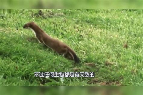 黄鼠狼最怕的动物居然是我们最长见的家禽忍不住觉得好笑 家禽 黄鼠狼 动物