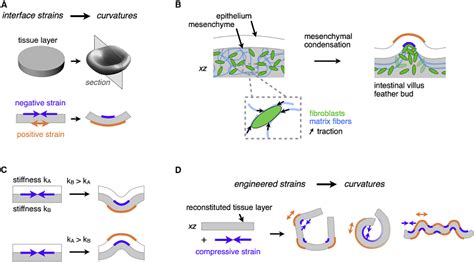 Ucsf Uses 3d Cell Patterning Technology To Fold Living Tissue Into