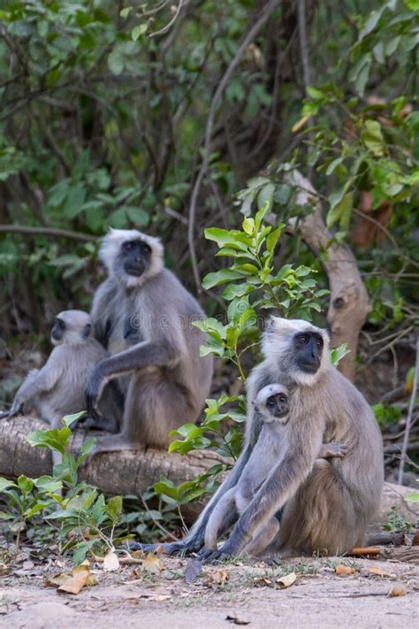 Grey Indian Monkey Langur Resting On Tree In An Indian Forest Stock