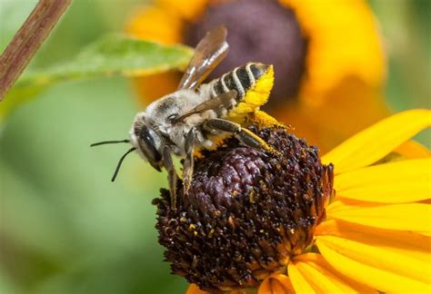 38 Common Bees In Texas Pictures And Identification