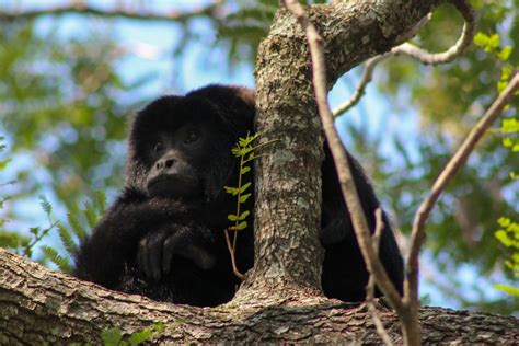 Adopt A Monkey Joaquin — Para La Tierra