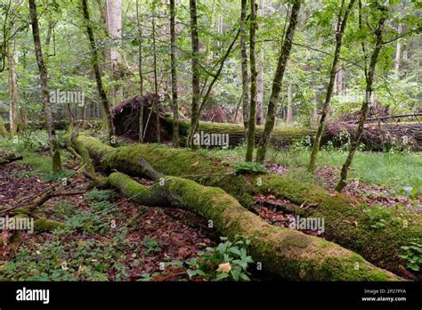 Morning In Deciduous Forest With Old Trees And Broken Partly Declined