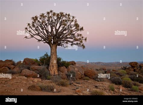 Quiver Tree Kokerboom Aloe Dichotoma At Dawn Namakwa South Africa