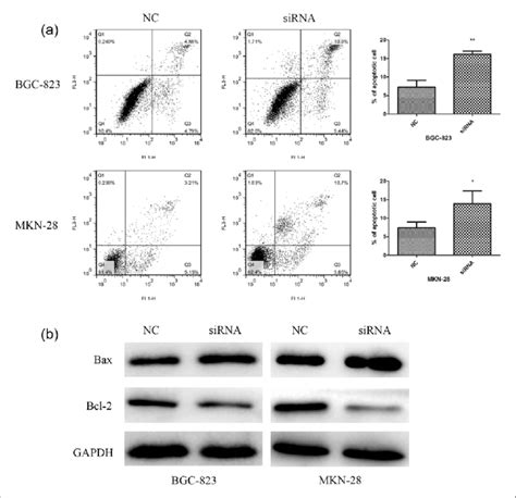 Knockdown Of Hmgb1 Induces Apoptosis Of Gc Cells A Significant Download Scientific Diagram