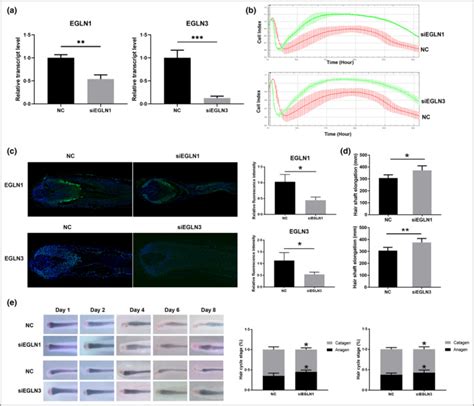 Insights Into Male Androgenetic Alopecia Using Comparative
