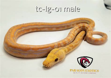 Lavender Anthrax Lemon Glow 50 Citrus Reticulated Python By Paragon