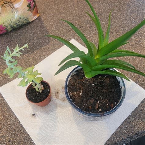 Help Identifying R Whatsthisplant