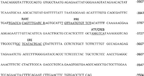 Cloned Sequence Of The Ucp1 Gene Containing The A 3828g R And The Download Scientific Diagram