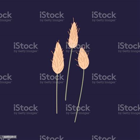 라구루스 Ovatus 줄기에 강모와 건조 잔디 토끼꼬리 야생 식물부드러운 패닉 필드 토끼 꼬리 조성 격리 된 식물 플랫 벡터 일러스트 0명에 대한 스톡 벡터 아트 및 기타