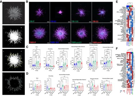 2D Derived Morphological Subclass Predicts 3D Spheroid Invasiveness A