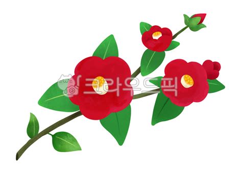 동백 꽃 동백일러스트 꽃일러스트 동백꽃일러스트 사진이미지일러스트캘리그라피 Bootan작가