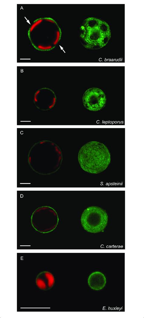 A Polysaccharide Layer On The Cell Surface Of Decalcified