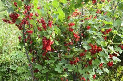 Een Fruittuin Aanleggen Natural Bulbs Nl