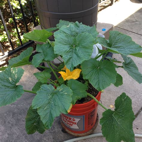 How To Grow Zucchini In A 5 Gallon Bucket GreenThumbsGuide