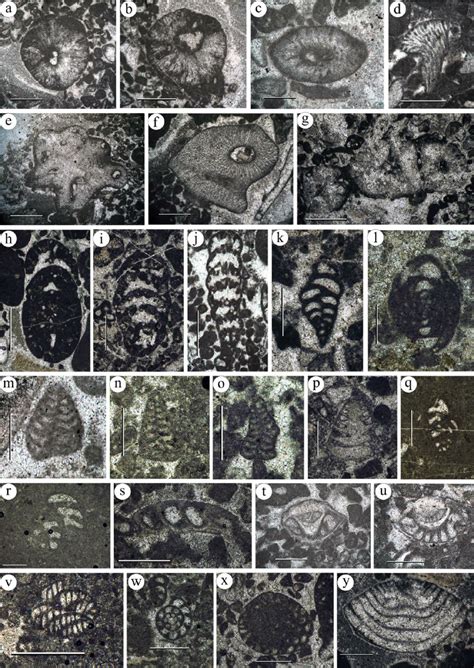 Microfossils From The Limestone Pebbles Of The Aptian Breccia And