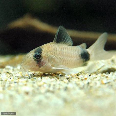 【楽天市場】（熱帯魚）グリーンネオンテトラ（10匹） ＋ コリドラス・パンダ（3匹） 北海道・九州・沖縄航空便要保温：charm 楽天市場店