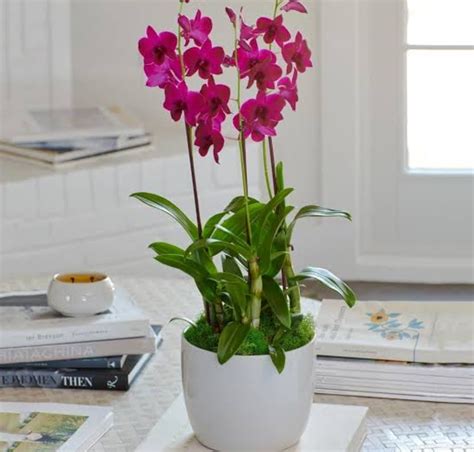 How To Grow And Care For Dendrobium Orchids Heat Caster
