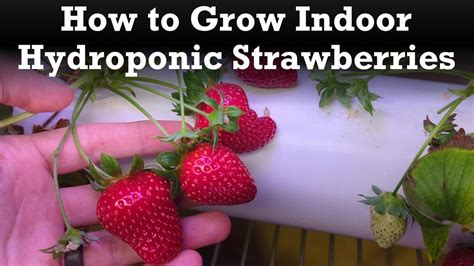 How To Grow Hydroponic Strawberries In Your Home