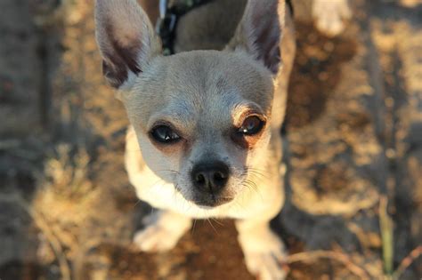 Cuántas clases de Chihuahuas hay Vimar Alfambra