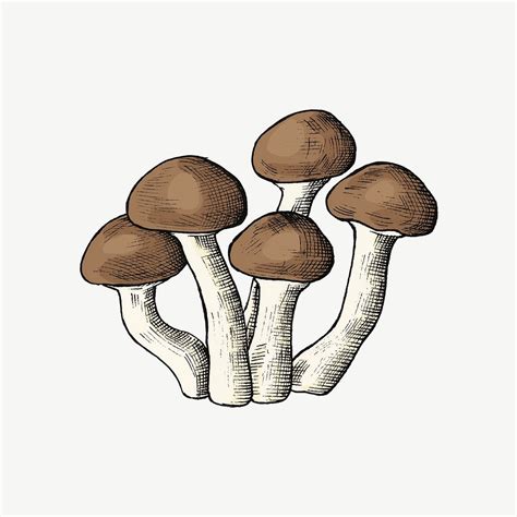 Mushrooms Vintage Illustration Collage Element Premium Psd