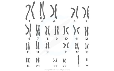 Ib Dp Biology Hl Non Disjunction