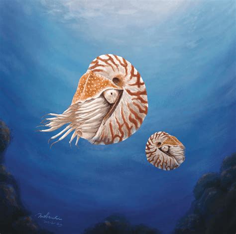 How Seals Made Nautilus A ‘living Fossil Biogeographynews