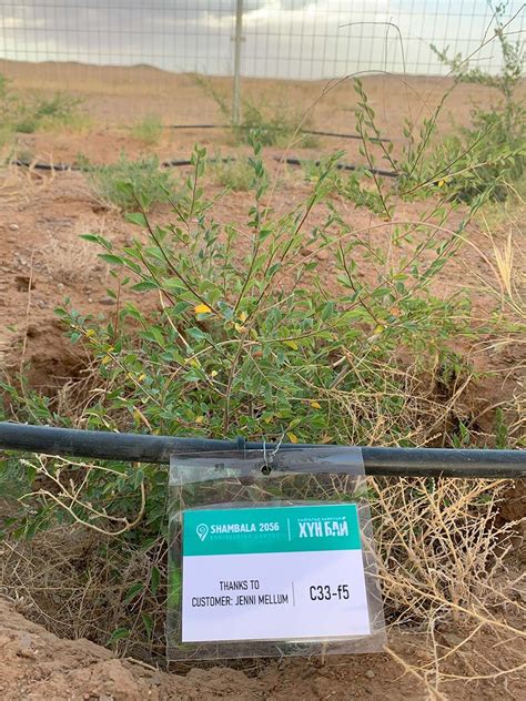 Trees Planted In The Mongolian Gobi Desert On Behalf Of Our Customers
