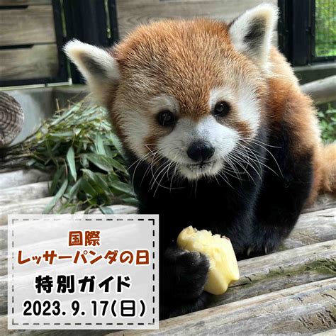 福岡市動物園｜「国際レッサーパンダの日」特別ガイドを開催します