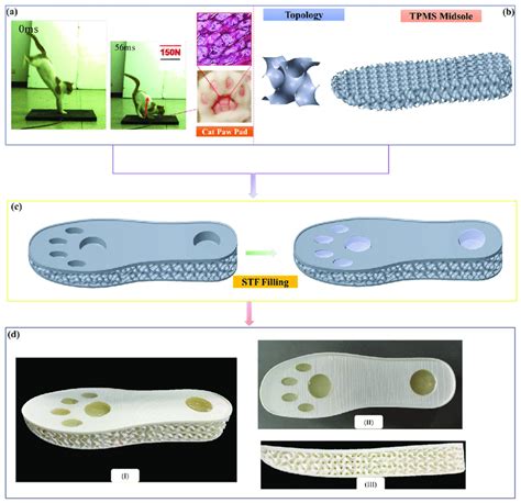 A Bionic Cushion Sole Design Inspired By Cat Paw Pads And Tpms A