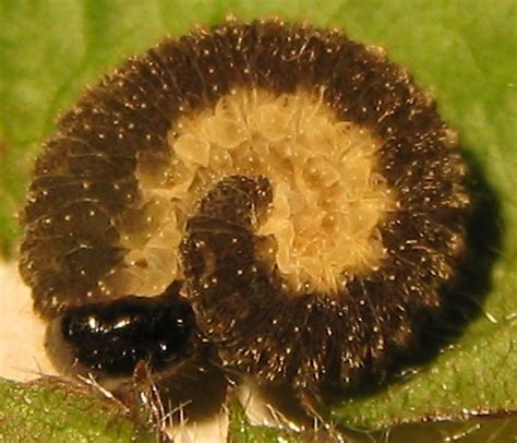 Tenthredo Eurogaster Mesomela Linnaeus 1758 Sawflies