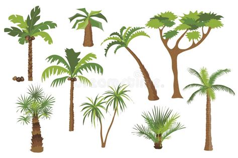 Palm Trees Set Graphic Elements In Flat Design Bundle Of Different