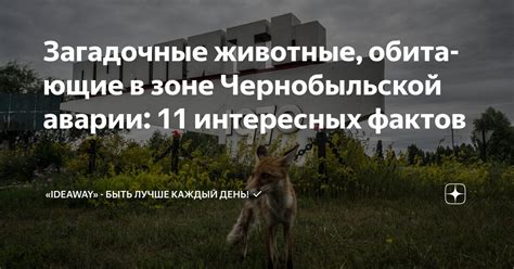 Загадочные животные обитающие в зоне Чернобыльской аварии 11 интересных фактов Хакни