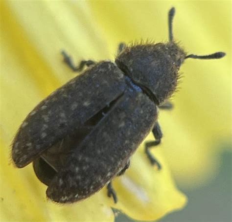 Tenebrionidae Bugguidenet