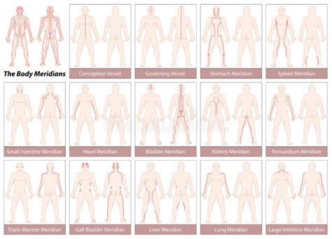 Body Meridian System Vector Illustration Scheme Chinese Energy