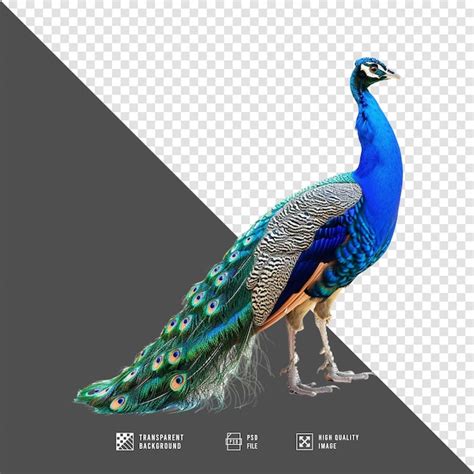 Page 2 Peacock Hind Psd High Quality Free Psd Templates For Download Freepik