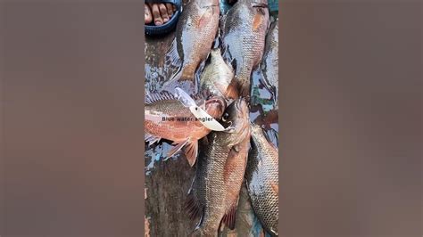 ചെമ്പല്ലിയുടെ ഒരു ആക്രാന്തം നോക്കണേ😵ഒരു ലൂറിൽ രണ്ട് ചെമ്പല്ലി😱shorts