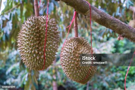 태국의 수확 농업 정원에서 나무에 신선한 유기농 두리안 과일 두리안은 과일의 왕 열대의 아시아 과일입니다 맛있는 음식 냄새 맛 가시에 대한 스톡 사진 및 기타 이미지