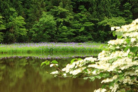 花の池 By ゴリ （id：3486467） 写真共有サイトphotohito