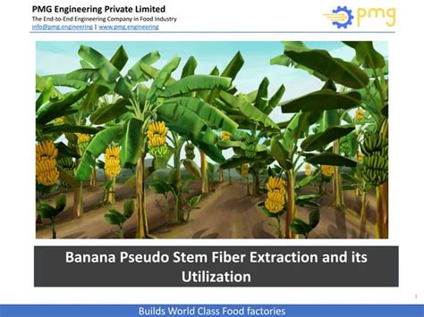 Banana Pseudostem Extraction And Utilizationpptx