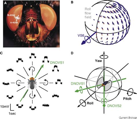Figure 1 From Sensorimotor Transformation From Visual Responses To