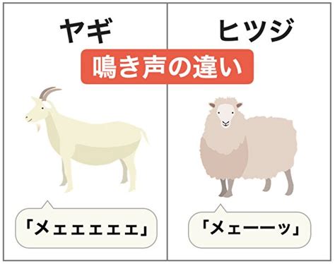 ペットのヤギと羊の名前のアイデア 64 件 動物公園