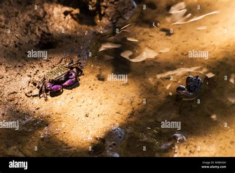 Crabs Are Living In Mangroves The Condition Of Mangrove Ecosystems Stock Photo Alamy